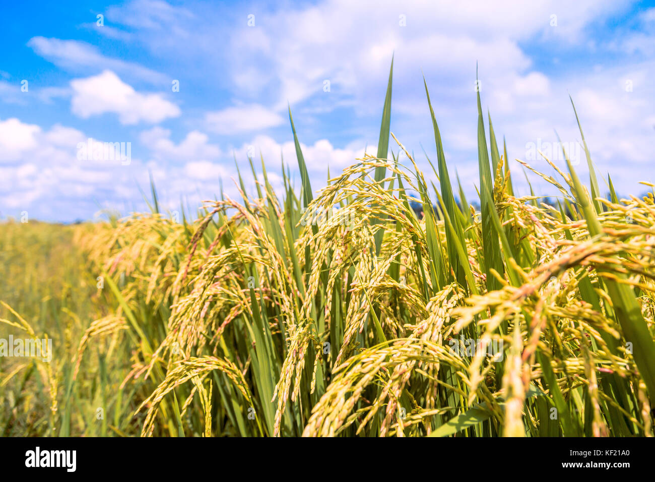 Reispflanzen zum pflanzen -Fotos und -Bildmaterial in hoher Auflösung ...