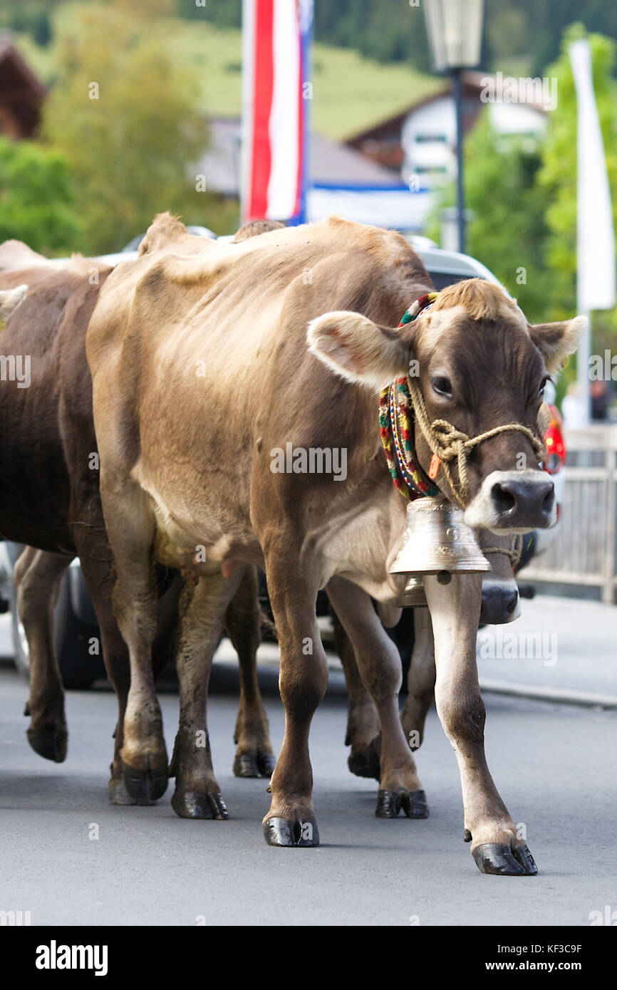 Lech zurs rinder -Fotos und -Bildmaterial in hoher Auflösung – Alamy