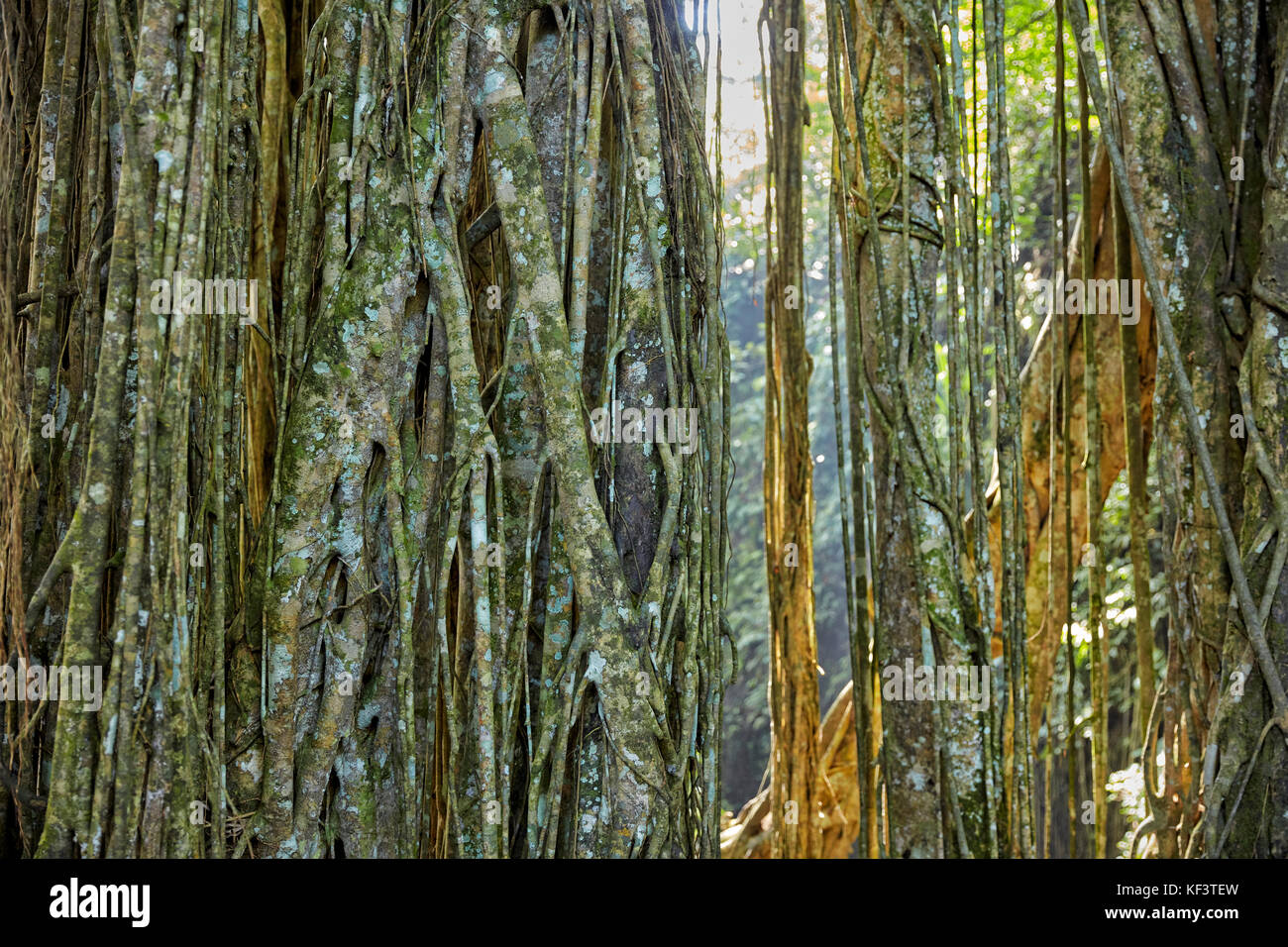 Rainforest tree roots -Fotos und -Bildmaterial in hoher Auflösung ...
