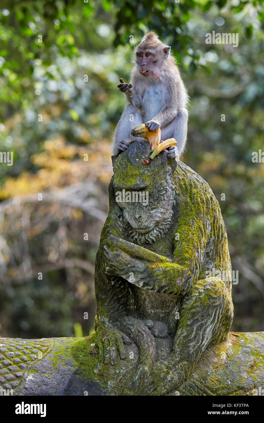 Monkey Sitting Eating Stockfotos & Monkey Sitting Eating Bilder - Alamy