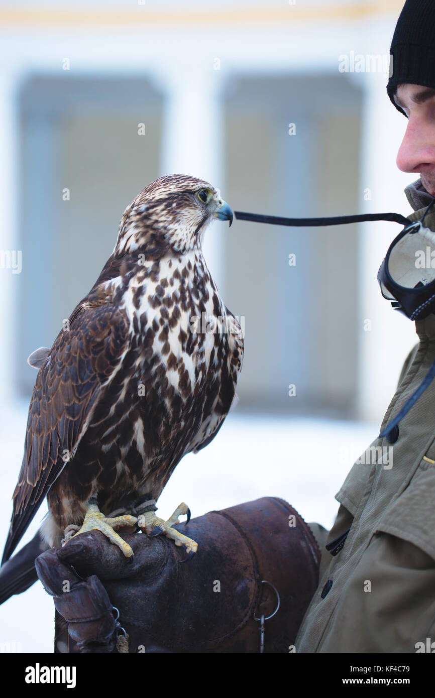 Arm Of A Falconer Stockfotos und -bilder Kaufen - Alamy