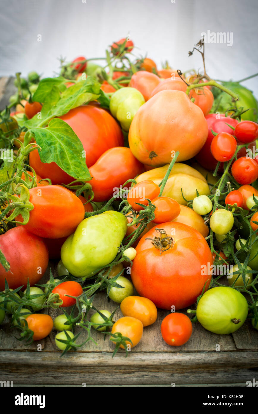 Gemischte tomatensorten auf einem rustikalen tisch -Fotos und ...