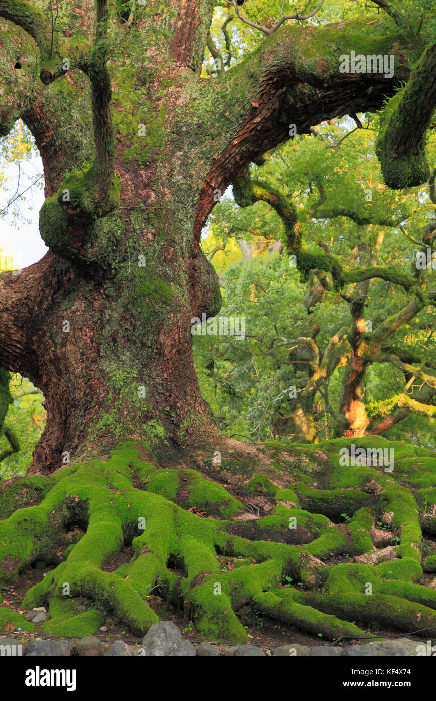 Japan, Kyoto, Kyoto, alter Baum, Wurzeln, Moos Stockfotografie - Alamy