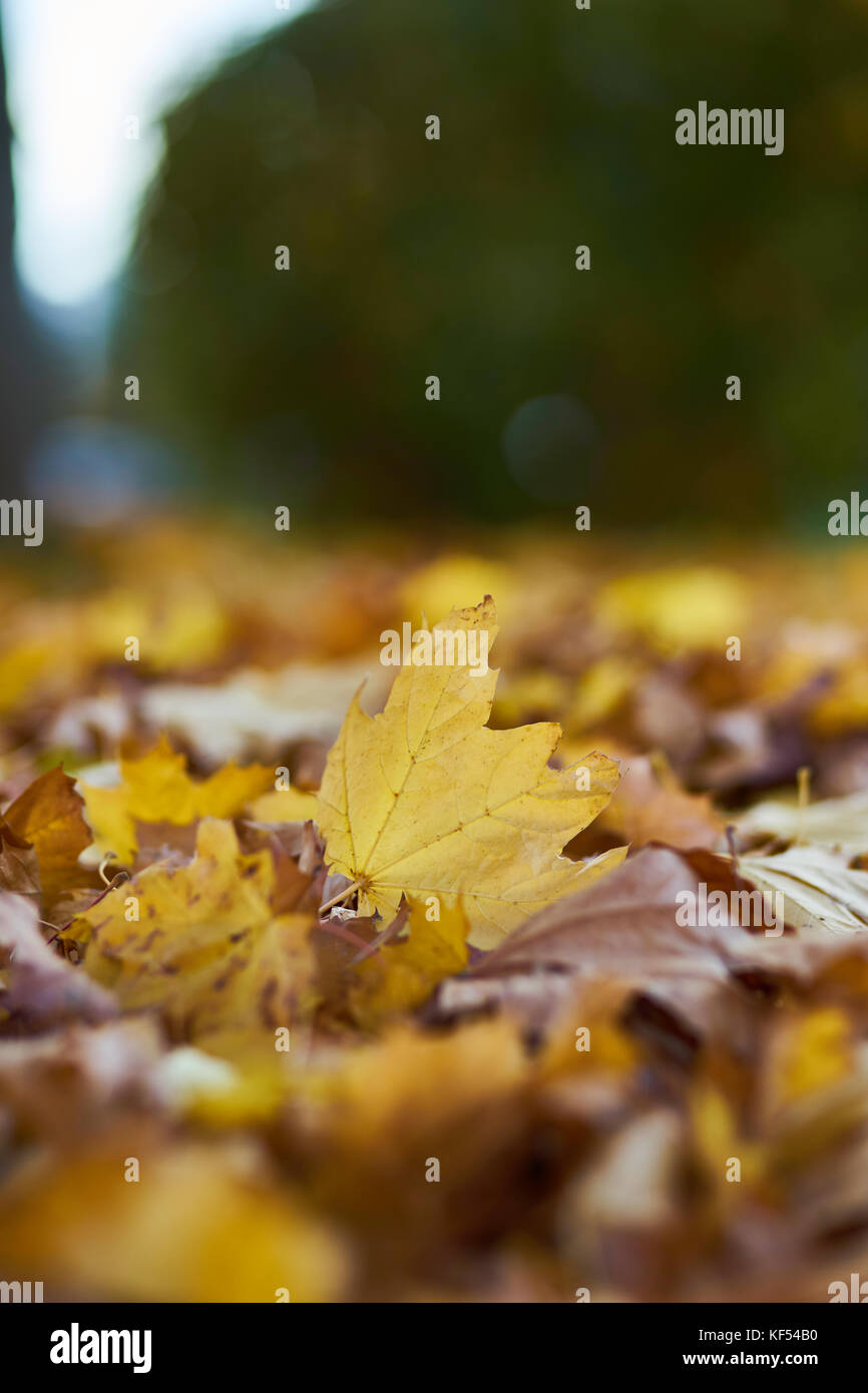 Herbstlaub Auf Dem Waldboden Stockfotos und -bilder Kaufen - Alamy