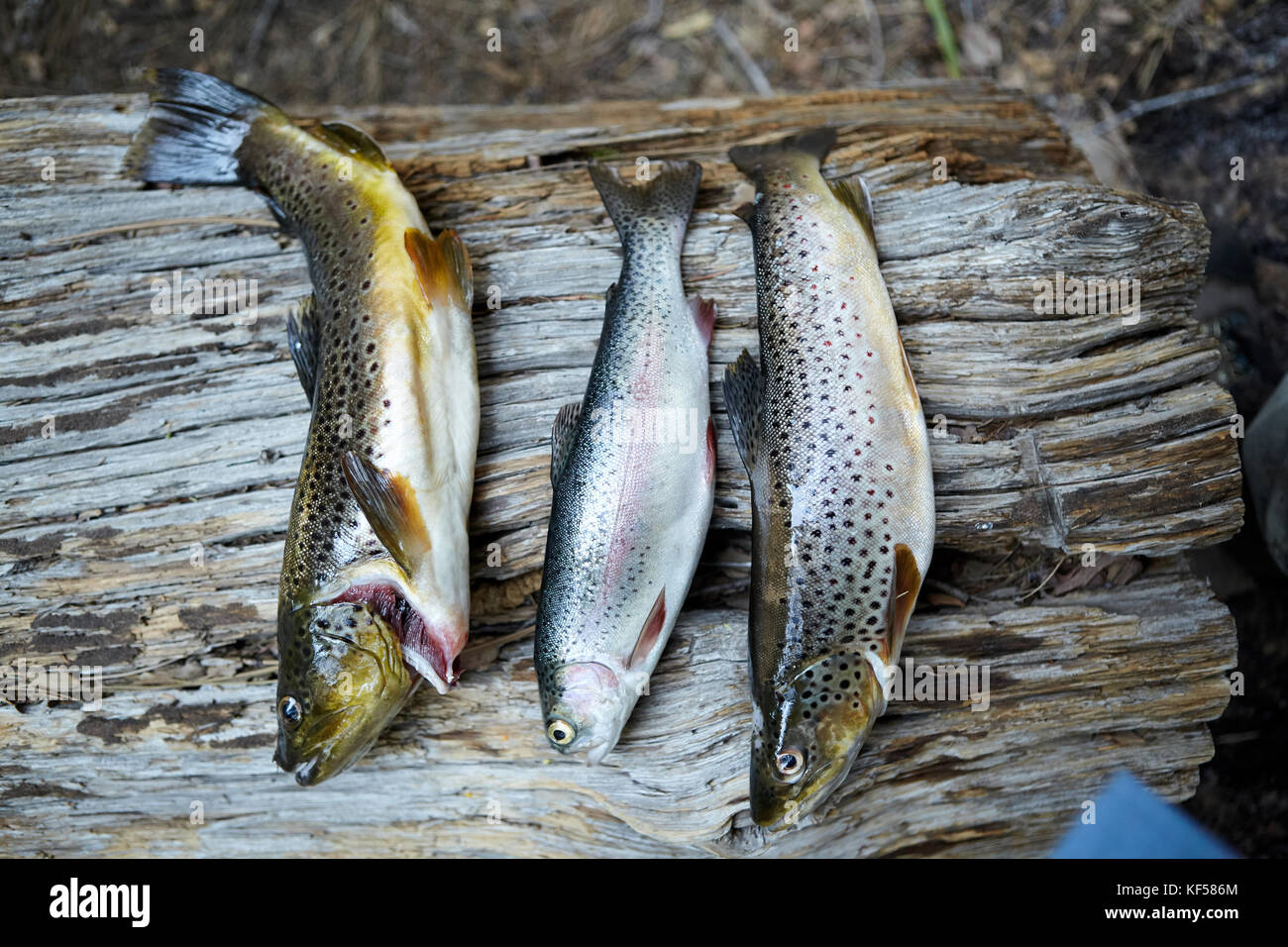 Frisch gefangenen Forellen liegen auf Stück Holz- Trunk Stockfotografie ...