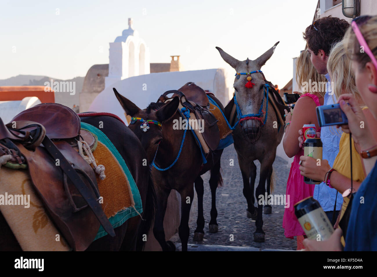 Esel esel santorini griechenland -Fotos und -Bildmaterial in hoher ...