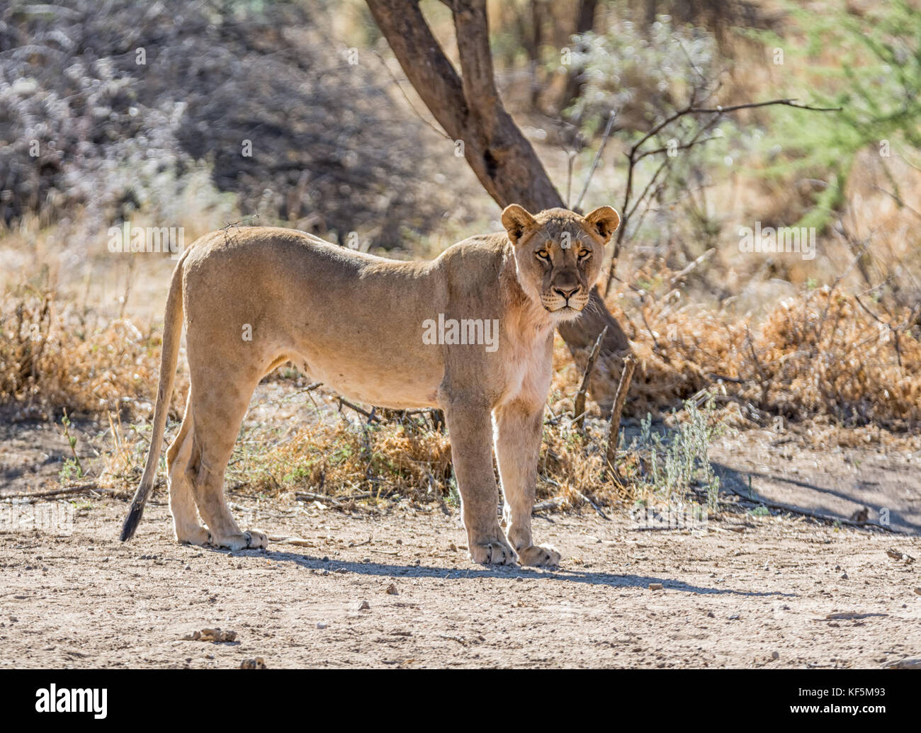 Löwe In Der Wüste Stockfotos & Löwe In Der Wüste Bilder - Alamy