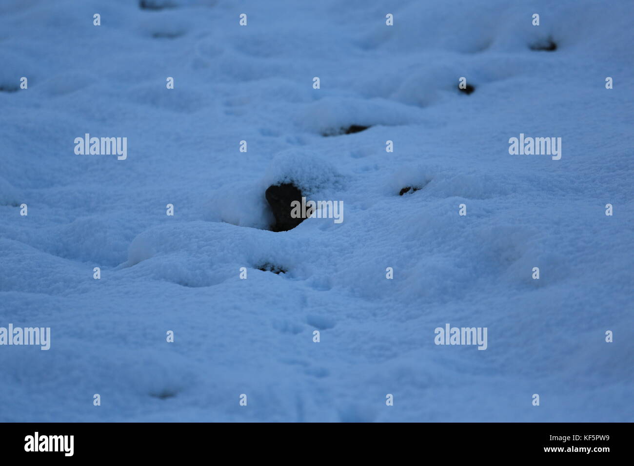 Fuchsspuren im schnee -Fotos und -Bildmaterial in hoher Auflösung – Alamy