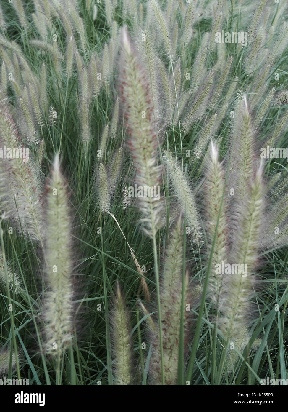 Zierliche ziergräser -Fotos und -Bildmaterial in hoher Auflösung – Alamy