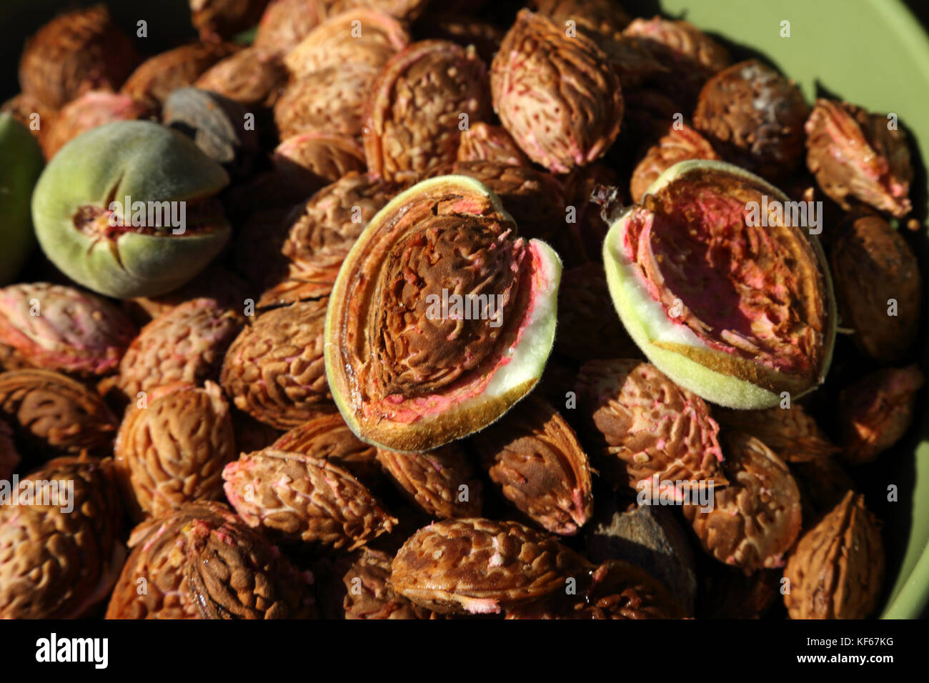 Ernte Mandeln aus Mandel- Baum im Garten - mit dem Endokarp Rund um die ...