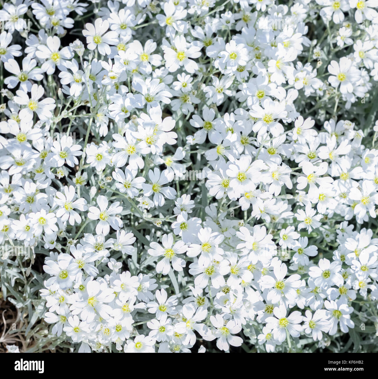 Hübsche kleine weiße Blüten wie Symbole der glücklich Stockfotografie ...