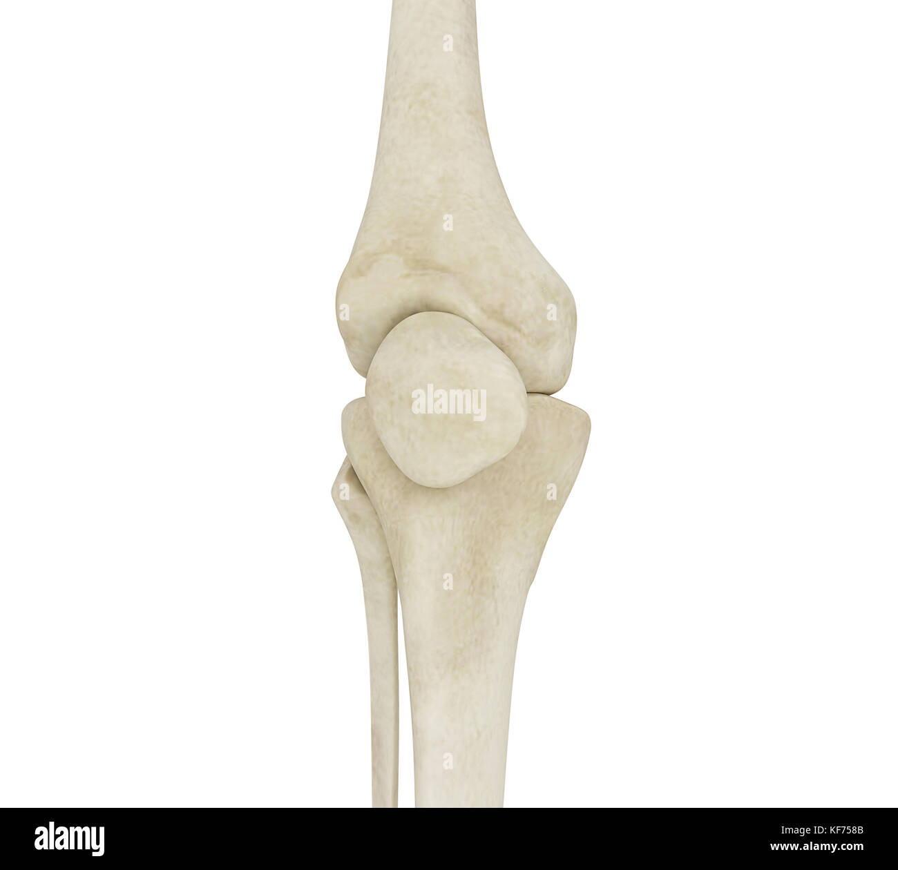 X ray knee lateral -Fotos und -Bildmaterial in hoher Auflösung – Alamy