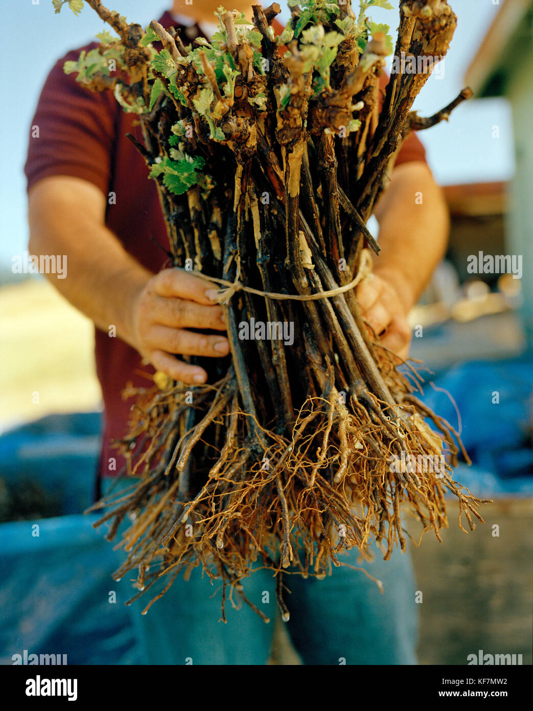 Silber adler weinberg -Fotos und -Bildmaterial in hoher Auflösung – Alamy