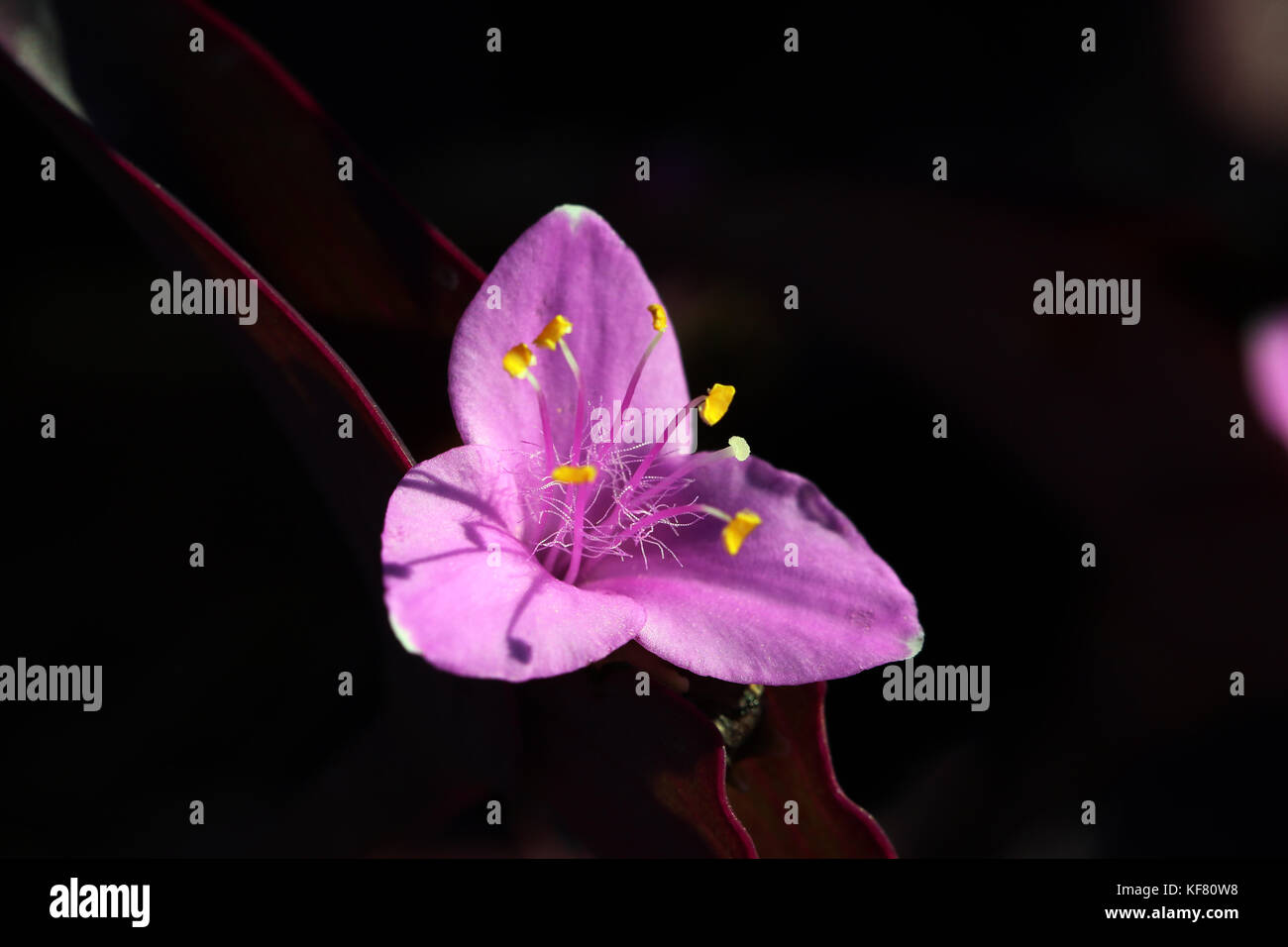 Purple tradescantia -Fotos und -Bildmaterial in hoher Auflösung – Alamy