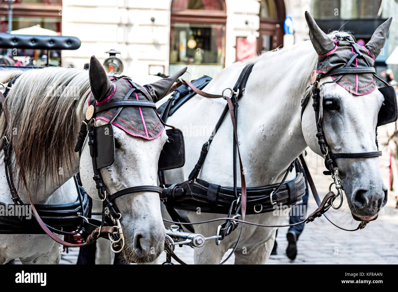 Fiaker in Wien, Österreich; Fiaker in Wien, Österreich Stockfotografie ...