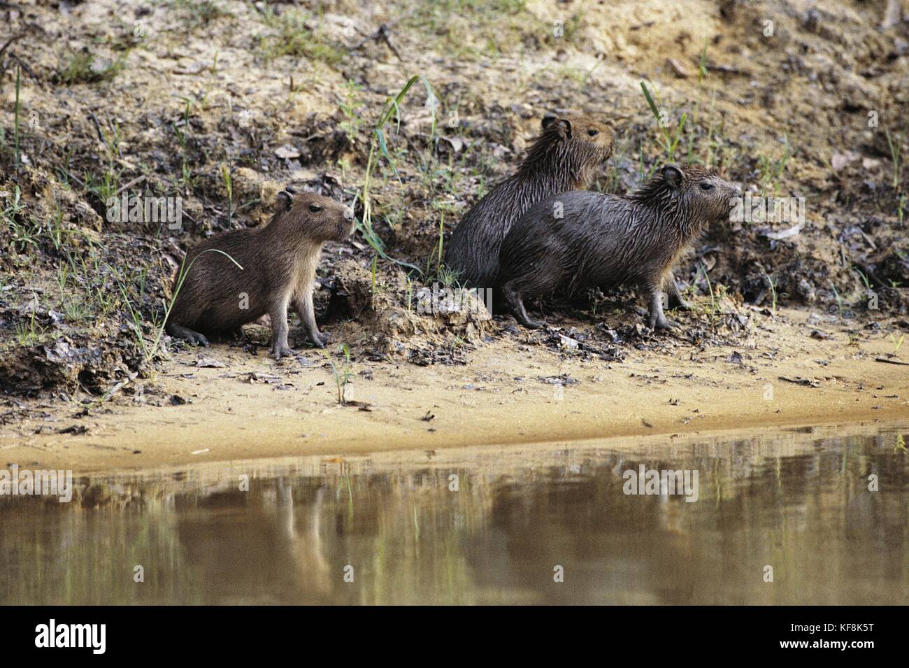 Nagetiere, capybara (hydrochoerus hydrochaeris Stockfotografie - Alamy