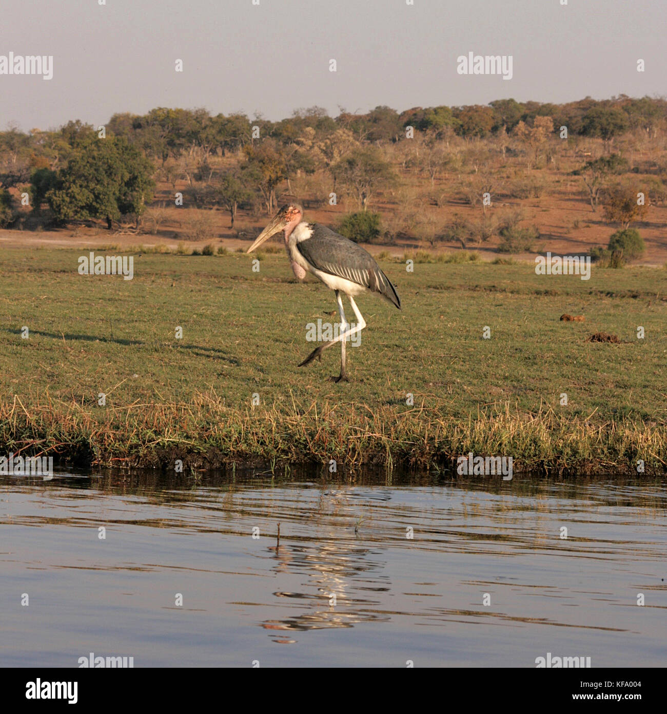 Marabou Stork Okavango Delta Botswana Stockfotos & Marabou Stork ...