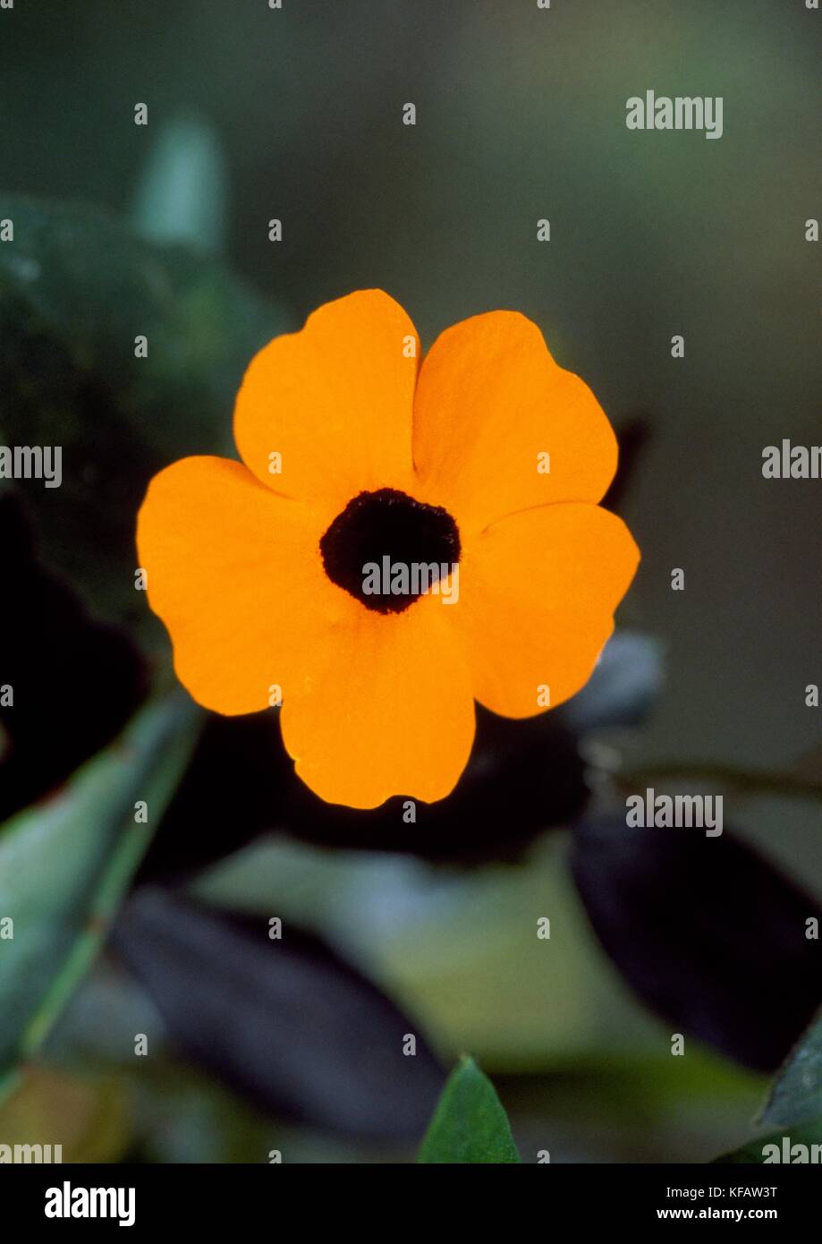 Thunbergia alata dubreuil -Fotos und -Bildmaterial in hoher Auflösung ...