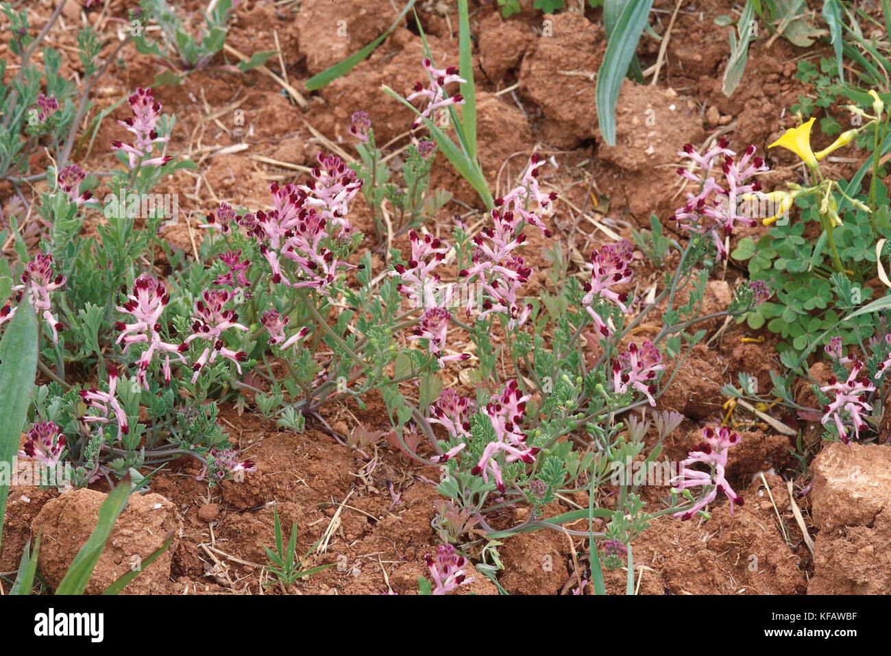 Fumaria officinalis drogenraucher -Fotos und -Bildmaterial in hoher ...