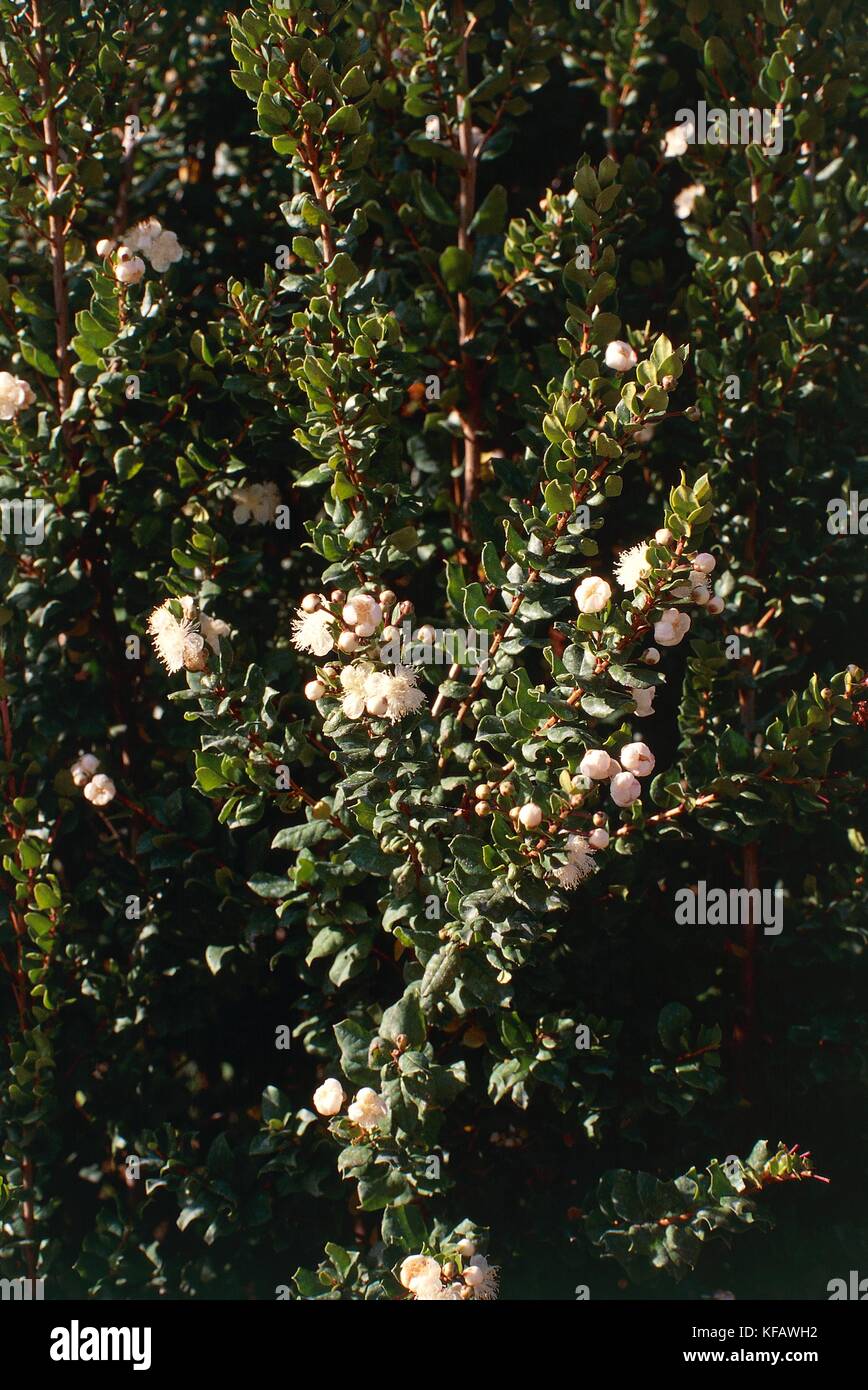 Tarentine -Fotos und -Bildmaterial in hoher Auflösung – Alamy