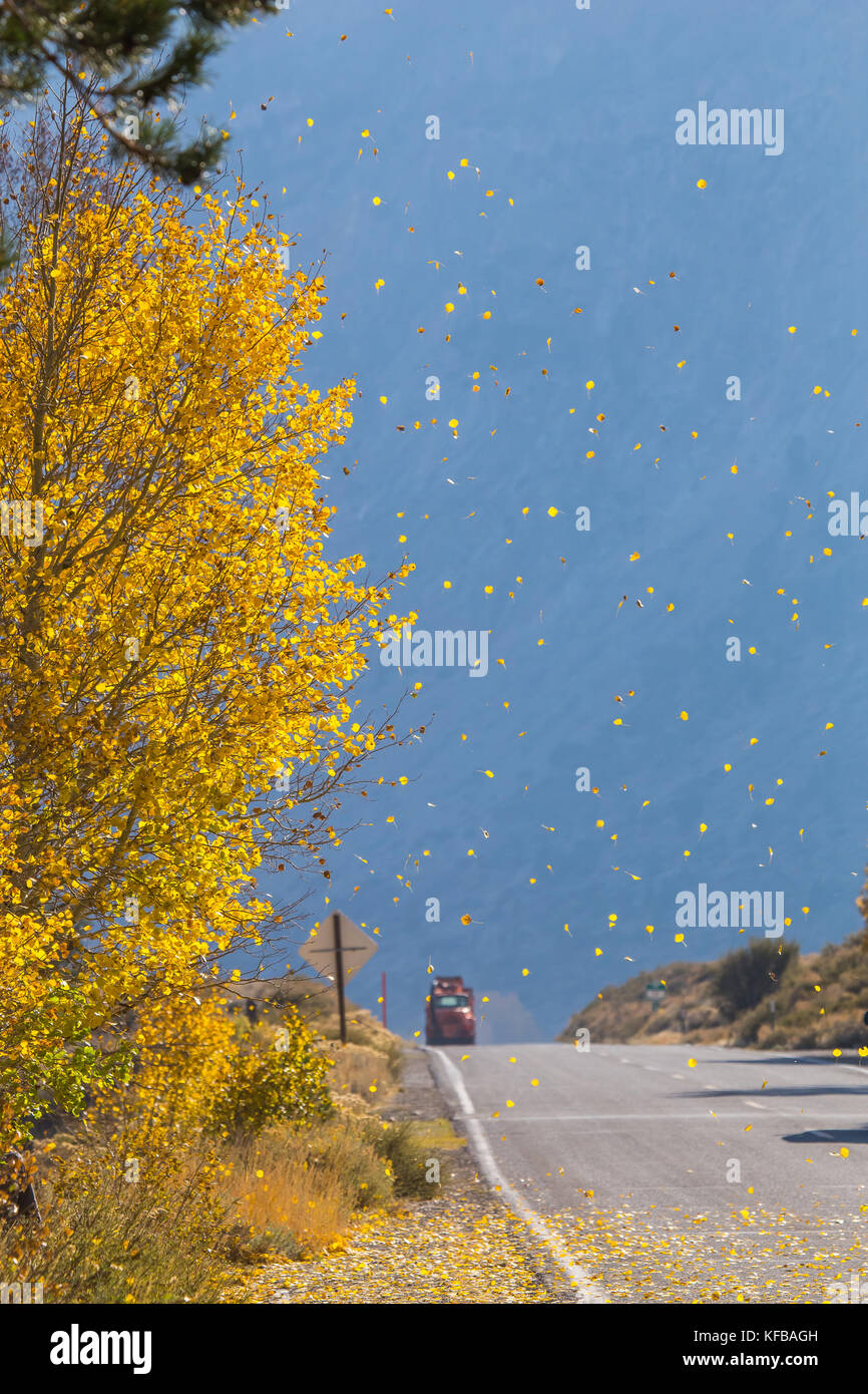 Aspen Baum Blätter über die Straße im Herbst auf dem Juni See Schleife ...