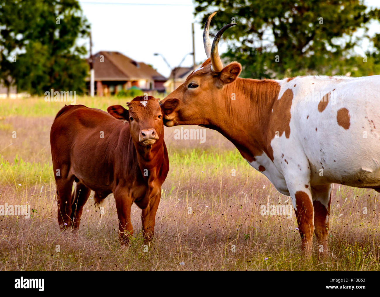 Longhorn kuh mit kalb -Fotos und -Bildmaterial in hoher Auflösung – Alamy