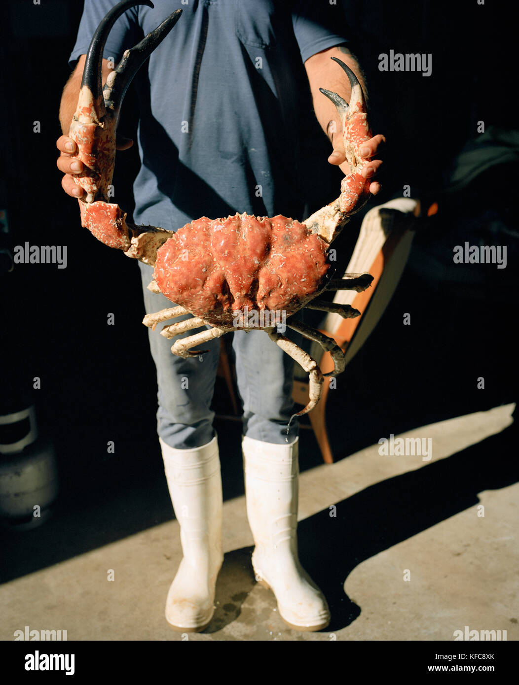 King crab -Fotos und -Bildmaterial in hoher Auflösung – Alamy