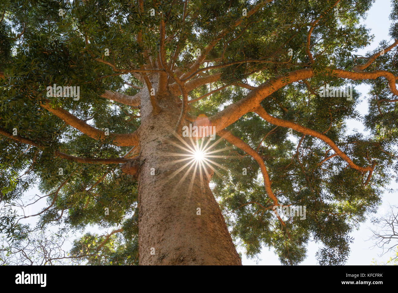 Queensland kauri baum -Fotos und -Bildmaterial in hoher Auflösung – Alamy