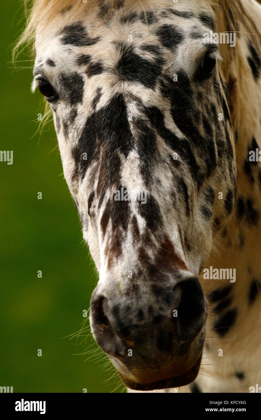Neck of spotted horse -Fotos und -Bildmaterial in hoher Auflösung – Alamy