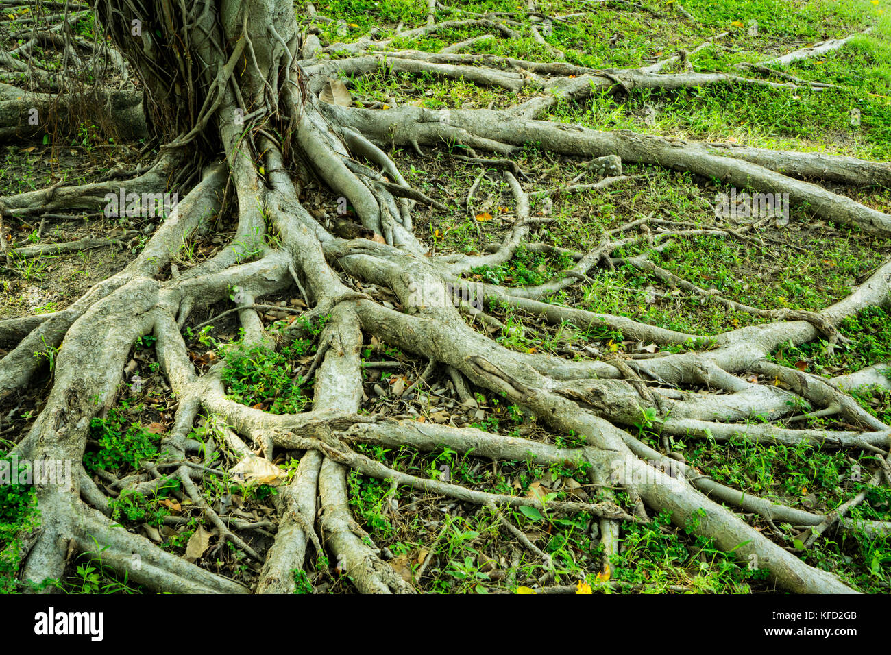 Adventives wurzelsystem -Fotos und -Bildmaterial in hoher Auflösung – Alamy