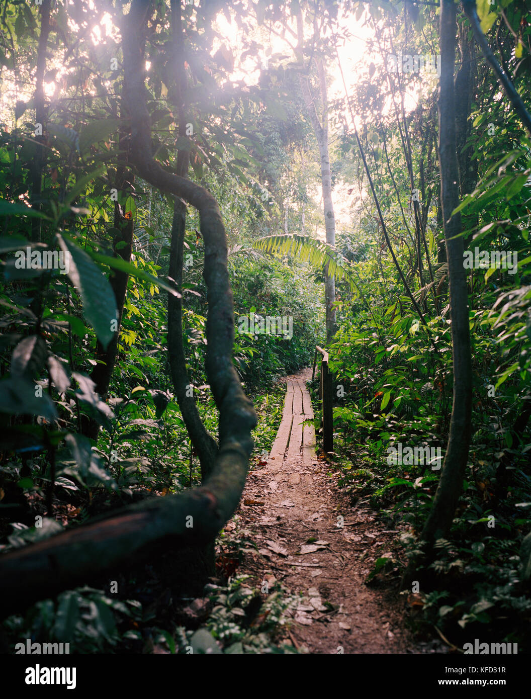 PERU, Regenwald des Amazonas, Südamerika, Lateinamerika, Trail inmitten ...