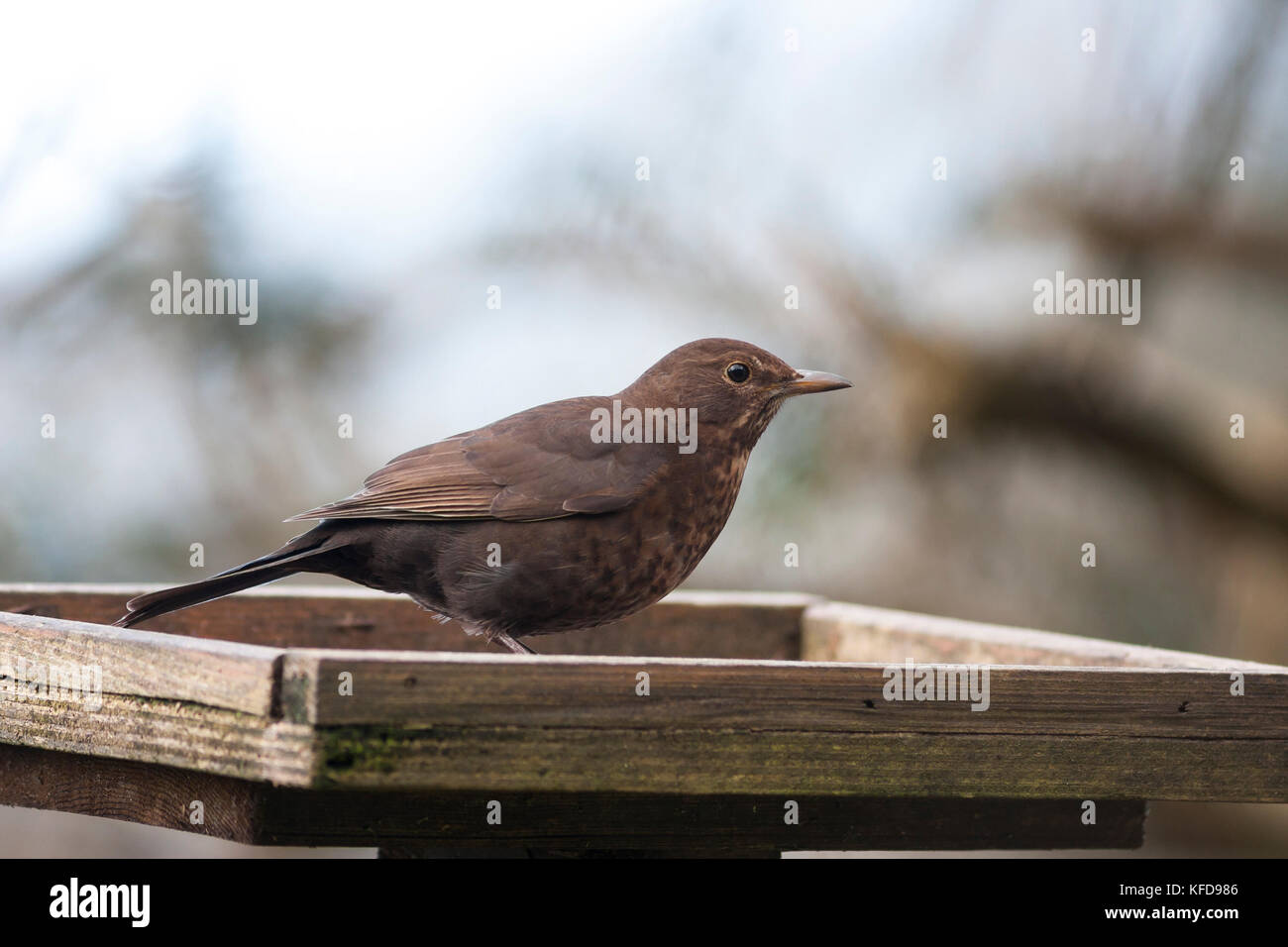 Weibliche Amsel auf bird Tabelle Stockfotografie - Alamy
