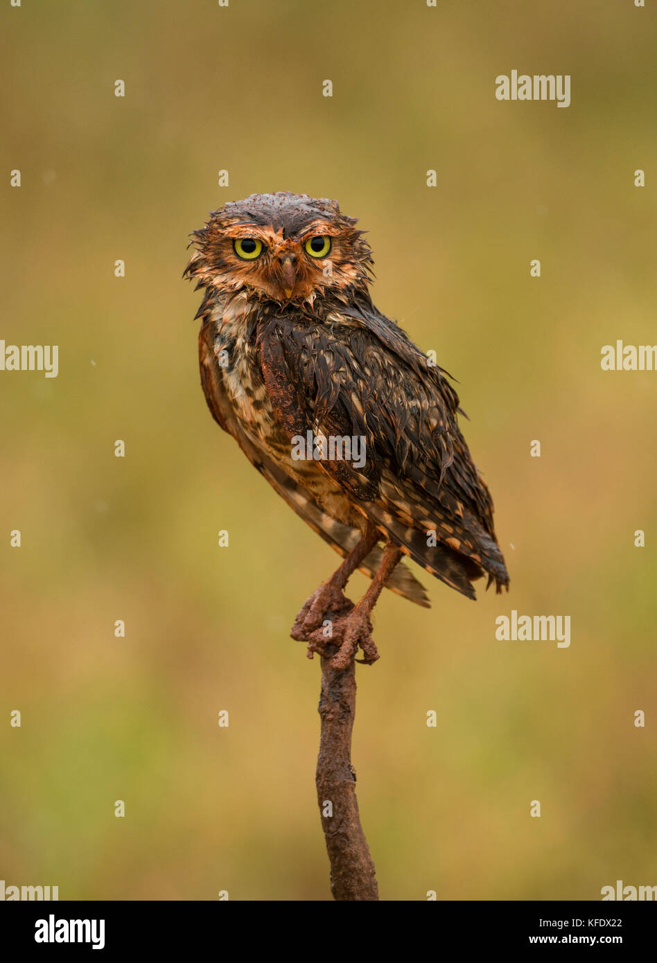 Nasse Eule Stockfotos und -bilder Kaufen - Alamy