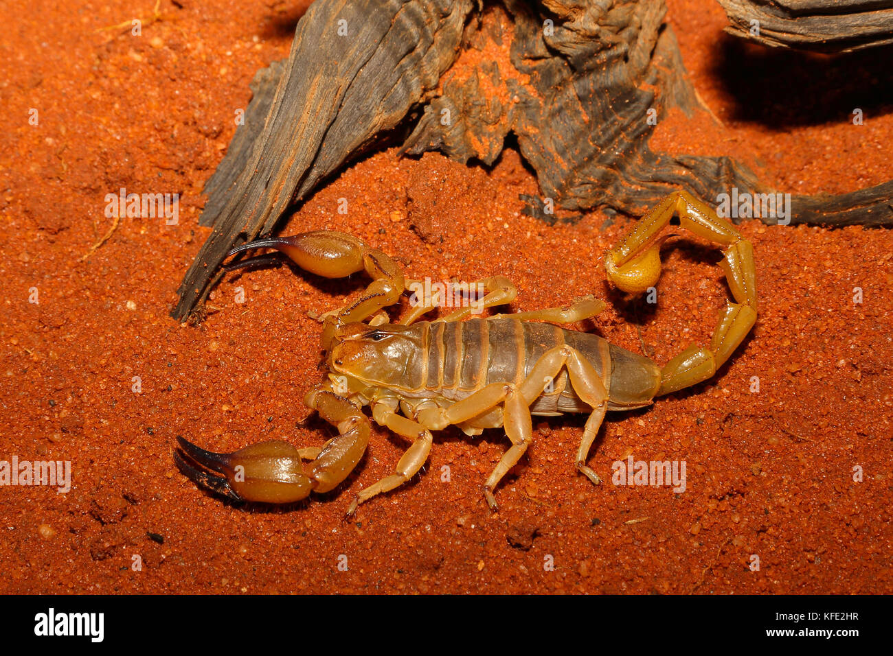 10 cm lang -Fotos und -Bildmaterial in hoher Auflösung – Alamy