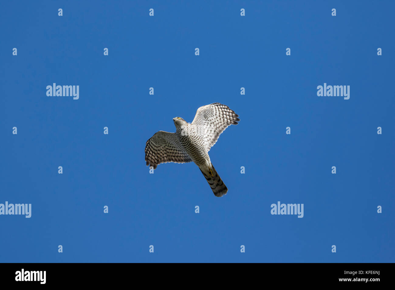 Eurasian sparrowhawk -Fotos und -Bildmaterial in hoher Auflösung – Alamy