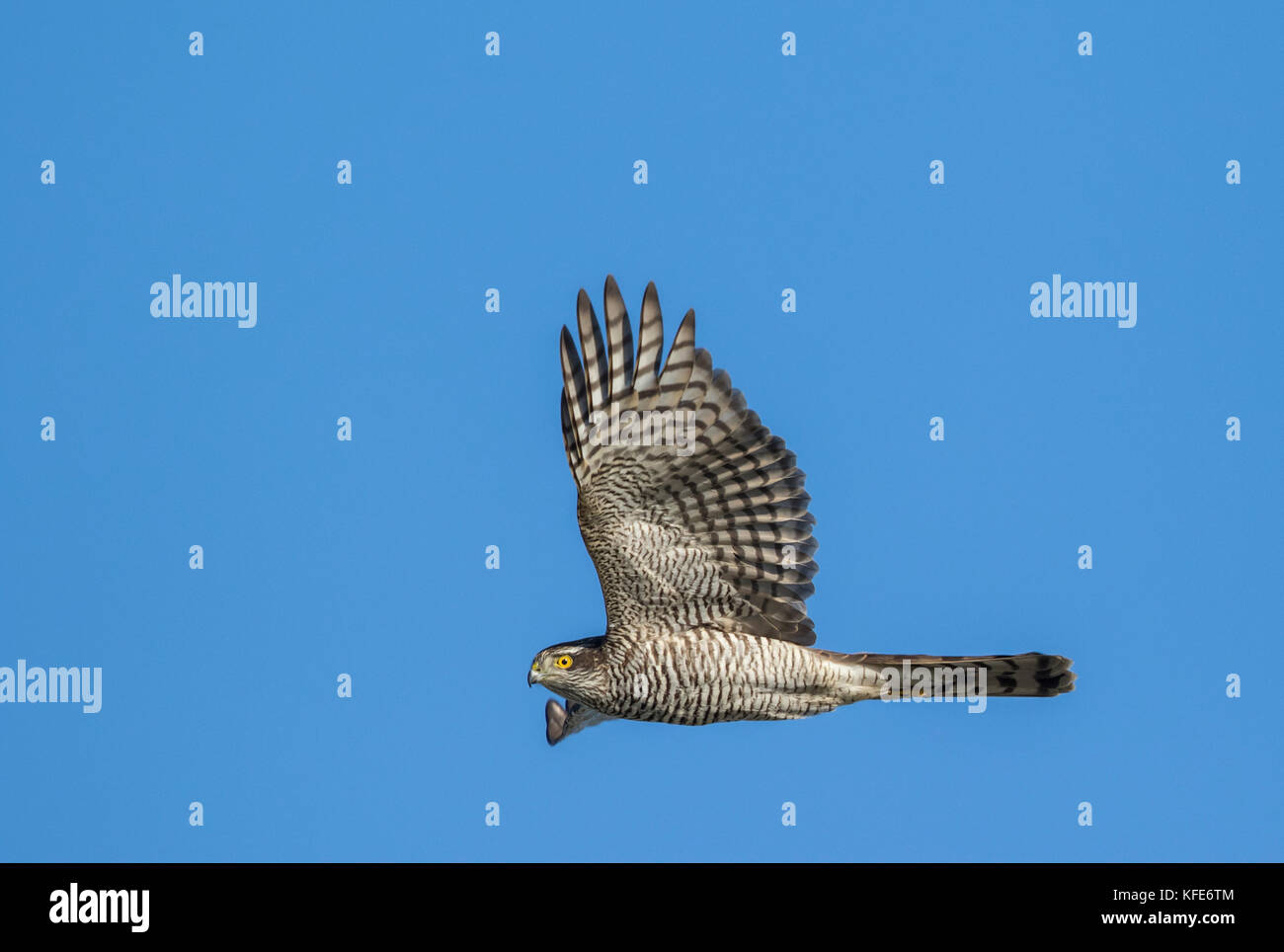 Eurasian sparrowhawk -Fotos und -Bildmaterial in hoher Auflösung – Alamy