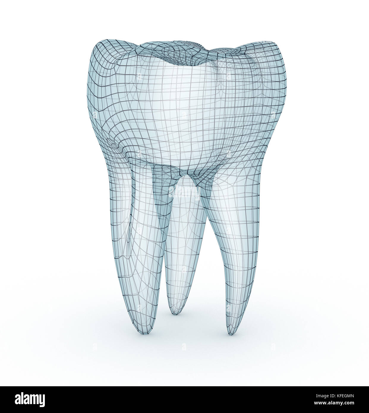Menschlichen Backenzahn, Drahtmodell, 3d illustration Stockfotografie ...