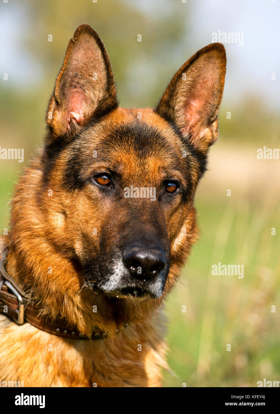 Deutscher Schäferhund Stockfotos und -bilder Kaufen - Alamy