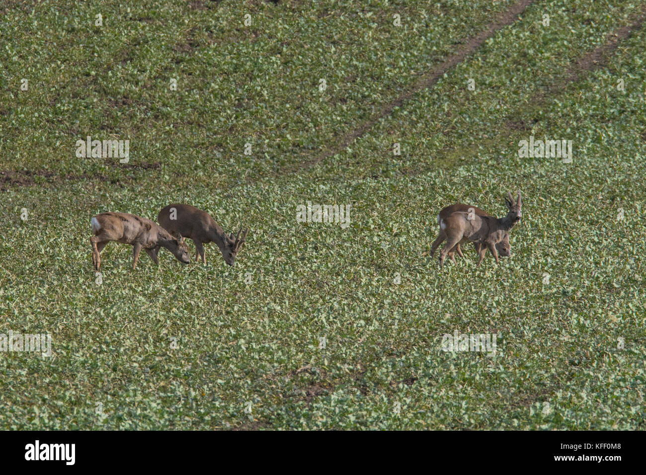 Reh rehe -Fotos und -Bildmaterial in hoher Auflösung – Alamy