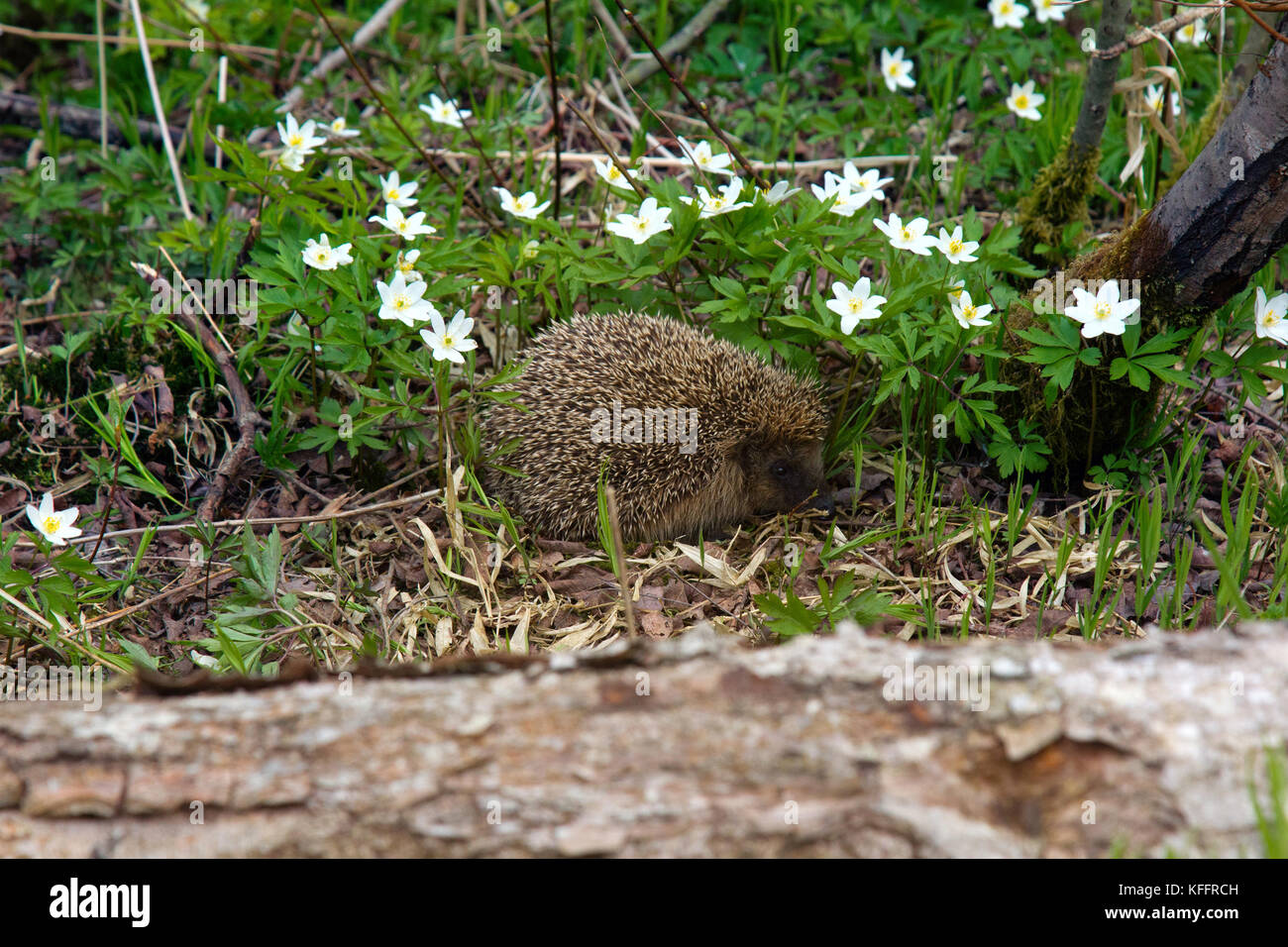 Erinaceus europeus -Fotos und -Bildmaterial in hoher Auflösung – Alamy