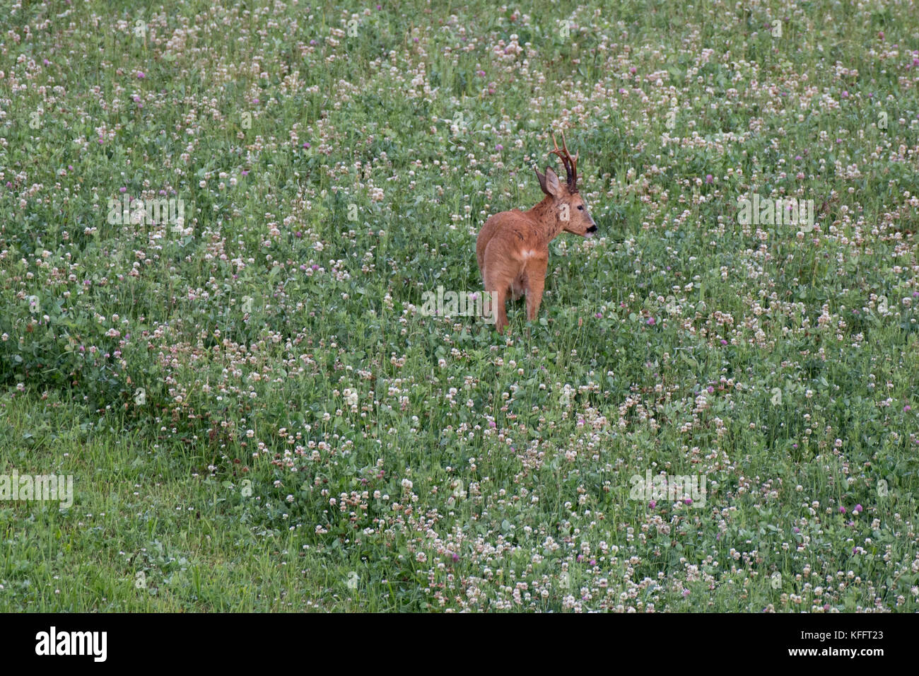 Reh und rehbock capreolus capreolus in der paarungszeit -Fotos und ...