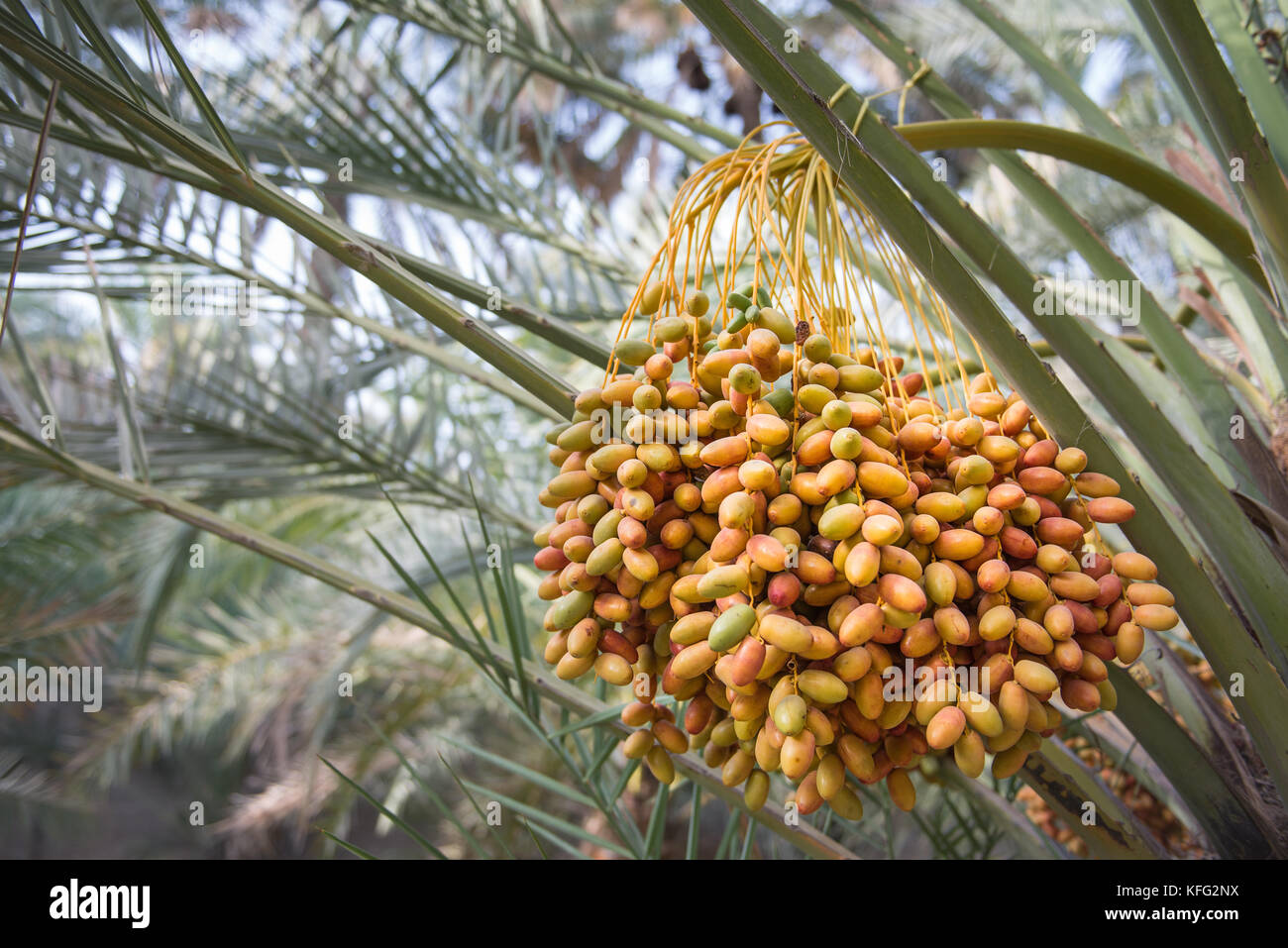 Frische Datteln, Al Ain Oase Stockfotografie - Alamy