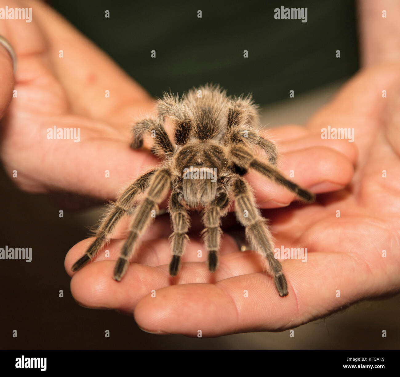 Tarantula hand -Fotos und -Bildmaterial in hoher Auflösung – Alamy