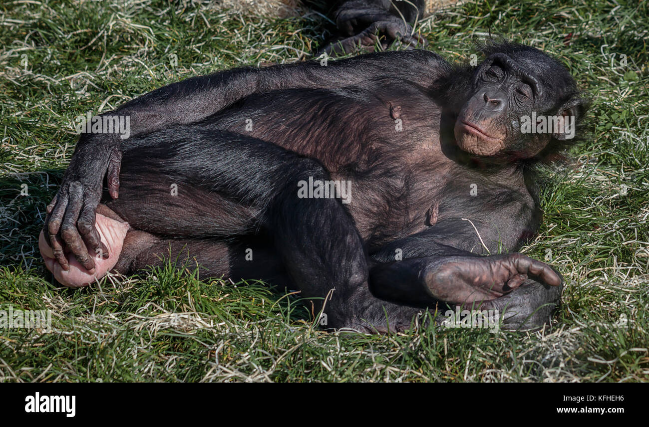 Bonobo Schimpansen-Pan Stockfotografie - Alamy