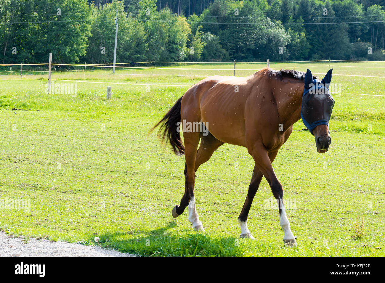Schöne braune Pferd auf der Weide läuft Stockfotografie - Alamy