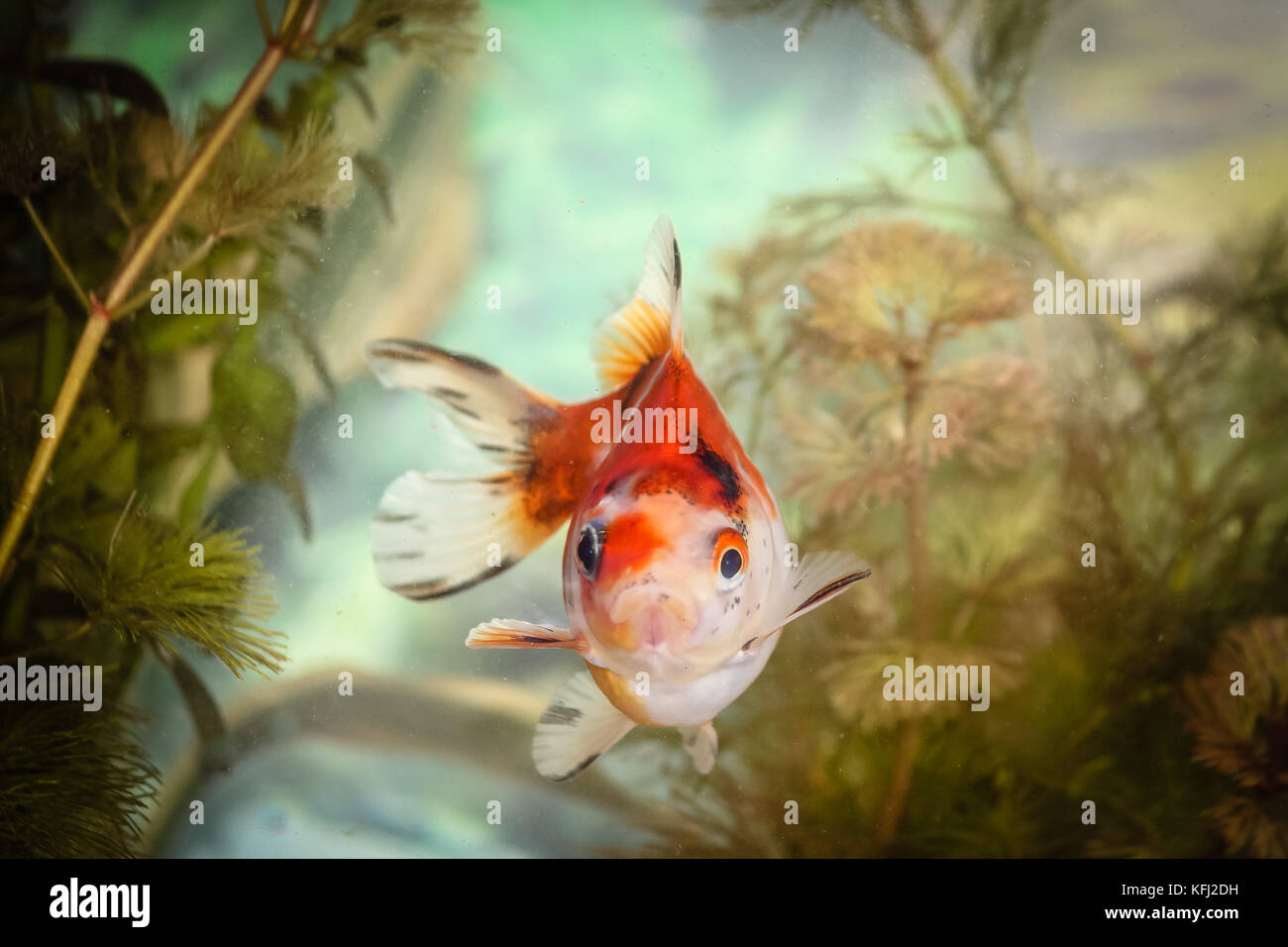 Fischaugen makro -Fotos und -Bildmaterial in hoher Auflösung – Alamy