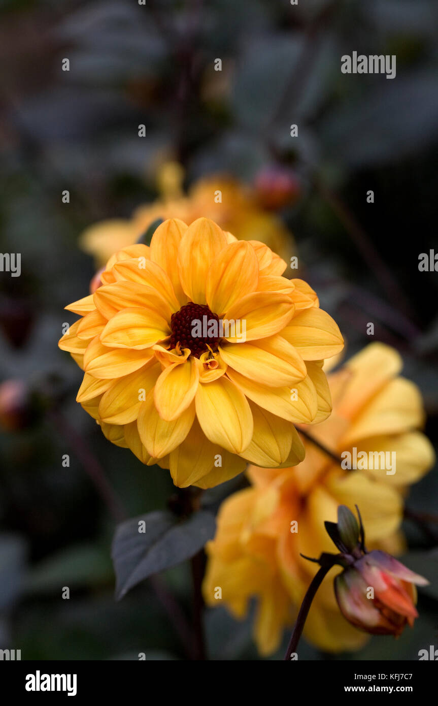 Dunkle blumen -Fotos und -Bildmaterial in hoher Auflösung – Alamy
