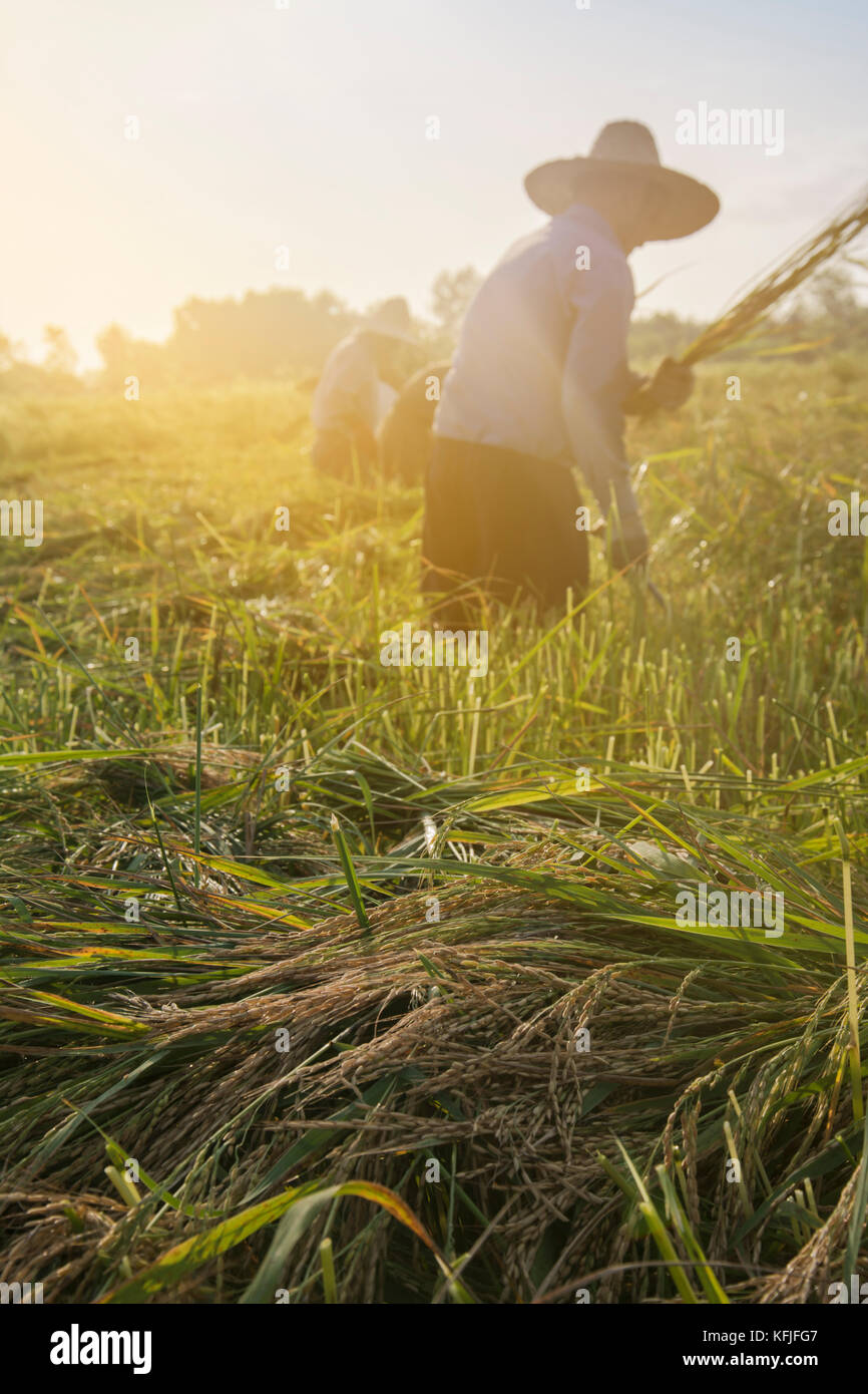 Reis Feld Arbeiter Stockfotos und -bilder Kaufen - Alamy