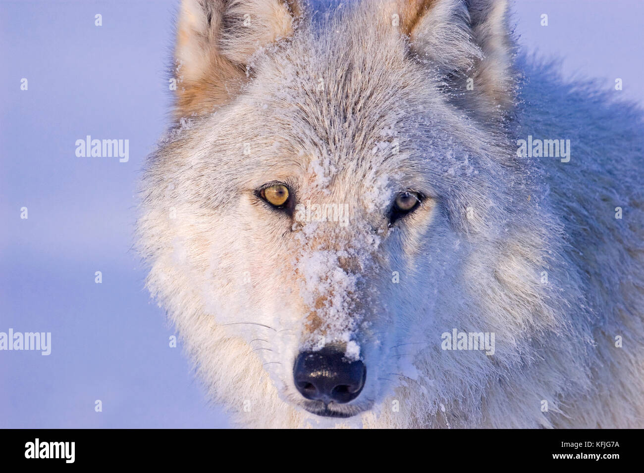 Alpha female gray wolf canis -Fotos und -Bildmaterial in hoher ...