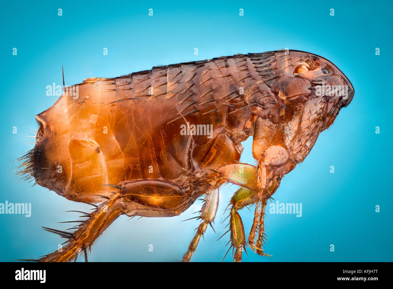 Menschlicher floh -Fotos und -Bildmaterial in hoher Auflösung – Alamy